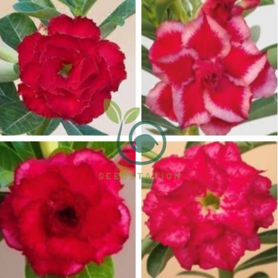 Variegated Adenium Obesum Red Dragon Desert Rose Flowers 4 Seeds