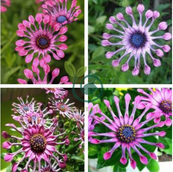 Mixed African Blue Eyed Daisy Flowers Osteospermum Bonsai 200 Seeds