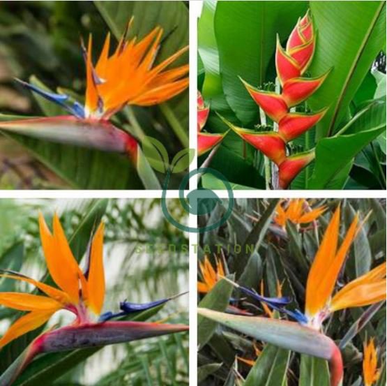 Heliconia Seeds Rare Color Sucuulent Plant 200 Seeds