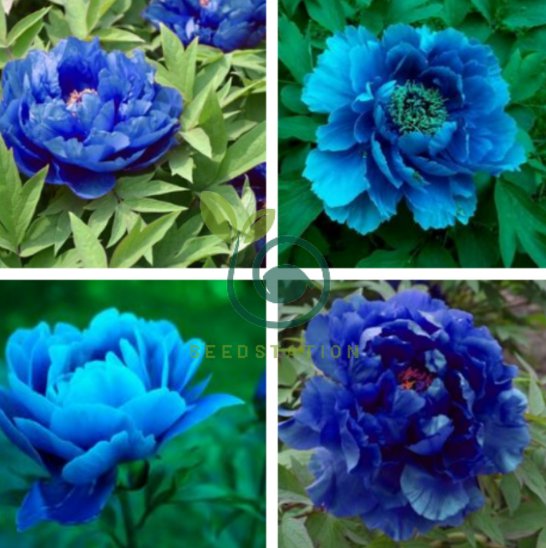 Chinese Rare and Precious Species of Blue Peony Flower Bonsai 20 Seeds