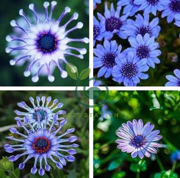 Rare Blue Daisy 100 Seeds