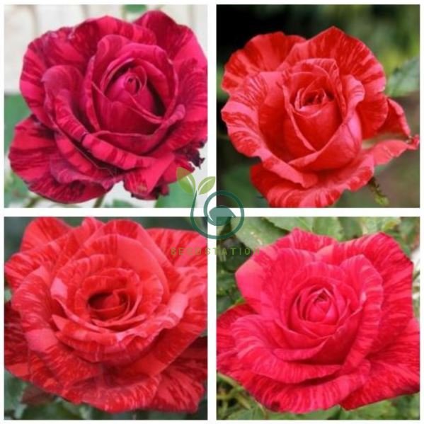 New Red Rose with Light Pink Strip Chinese Rose Shrub Flower 100 Seeds