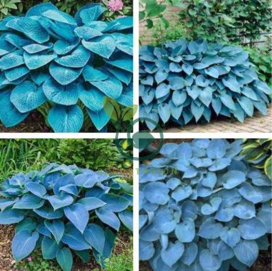 Colorful Hosta Flores Bonsai 200 Seeds