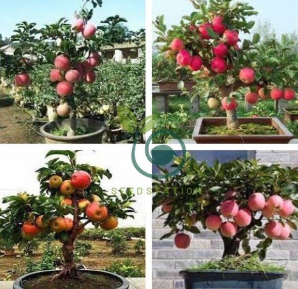Bonsai Apple Tree Seeds Garden Yard Outdoor Living Fruit Plant 20 seeds