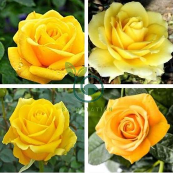 Heirloom Yunnan Yellow Rose Flower Perennial Shrub Plant 100 Seeds