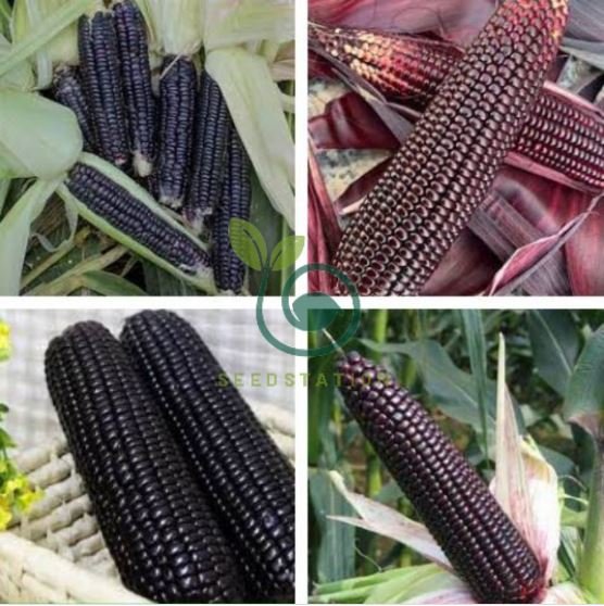 Giant Black Corn Glutinous Maize Hybrid High Yield 400 Seeds