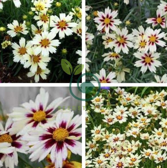 Rare Changeable Colors Li'l Bang Starlight Coreopsis Flower 40 Seeds