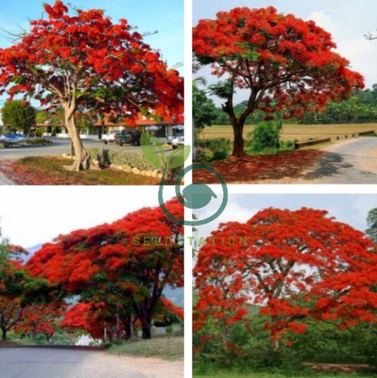 Delonix Regia Red Flame Tree 20 Seeds