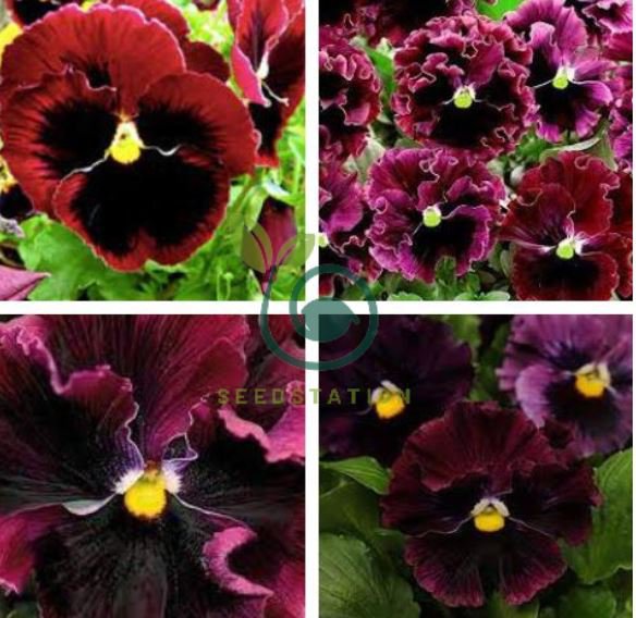 Rare Wavy Purple Black Pansy Flowers 40 Seeds