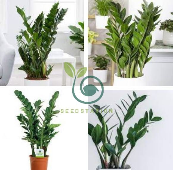 Houseplant Zamioculcas zamiifolia Fern Arum 200 Seeds