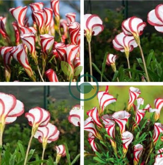Oxalis Flower Bulbs Rare Oxalis Versicolor Candy Cane Sorrel Flower 4 Seeds