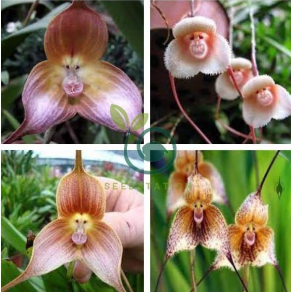 Japanese Monkey Face Orchid Flower 400 Seeds