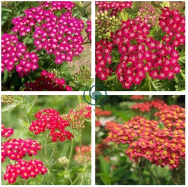 Red Achillea Millefolium Common Yarrow Flower 100 Seeds