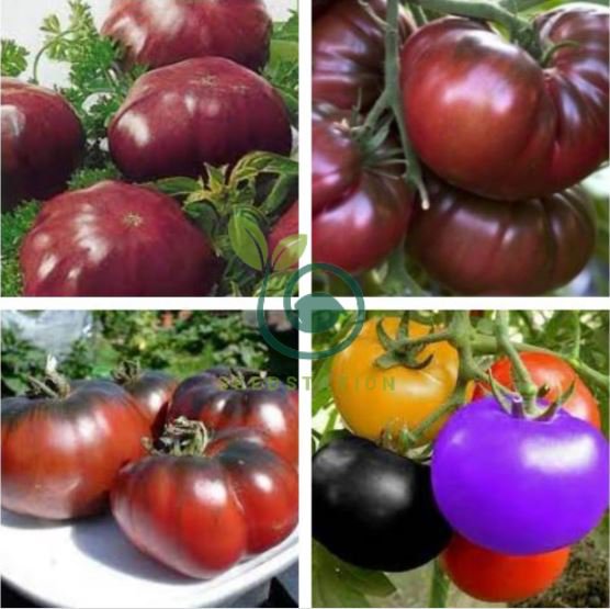 Rainbow / Black Elephant Tomato 200 Seeds
