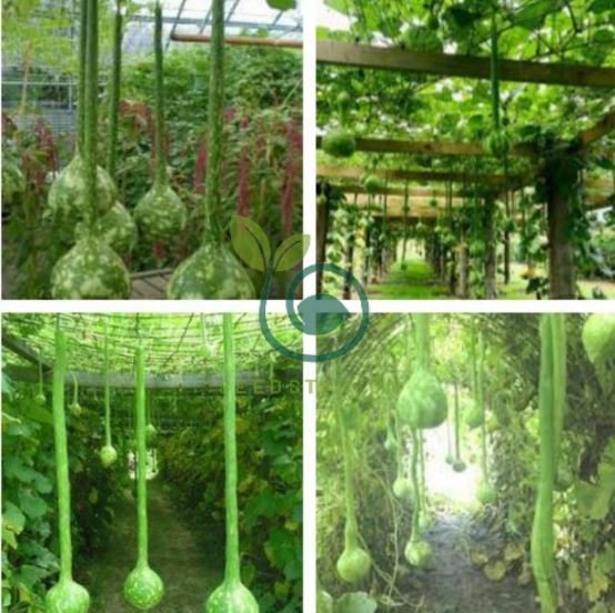 Extra Long Handle Dipper Gourd 20 Seeds