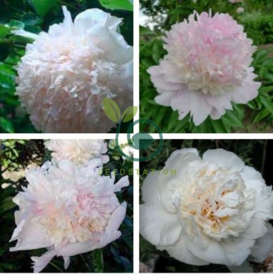 Rare 'Jin Yu' White Ball Peony Seedlings 10 Seeds