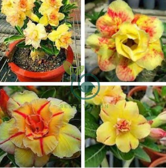 Adenium Light Yellow-to Dark Red Single Petals Bonsai Flower Seeds