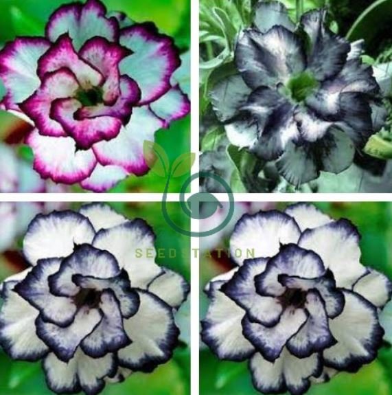 Desert Rose Adenium Black White Single Petal Flowers 4 Seeds