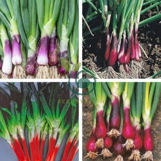 Spring Onion with Red Beard 60 Seeds