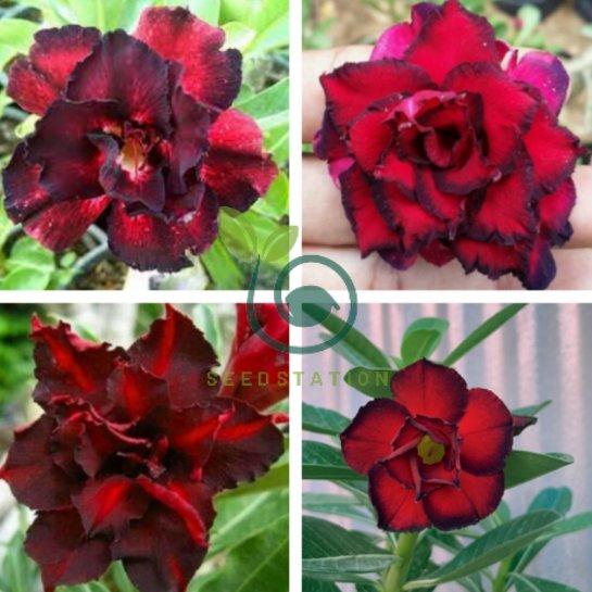 Adenium Dark Red Desert Rose 40 Seeds