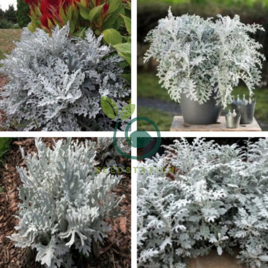 Senecio cineraria Silver Dusty Miller Ornamental Herb Plants 40 Seeds