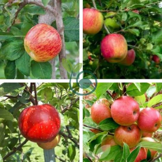 Dwarf Red Yellow Apple Tree 20 Seeds