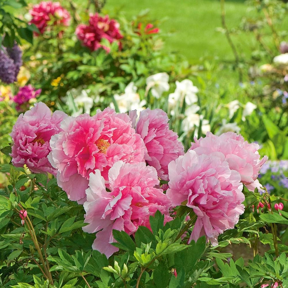 'Paeonia suffruticosa Andr' Tree Peony 20 Seeds