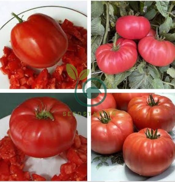 Italian Giant Tomato Tree 200 Seeds