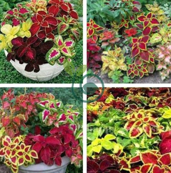 Rare Coleus Plants Mixed Rainbow Colorful 6 Types 200 Seeds