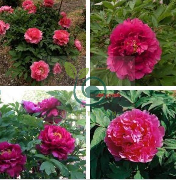 Chinese Peony Tree - Heirloom Double Ball Type Flowers 20 Seeds