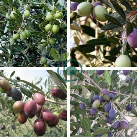 Olive Seeds Olea Europaea Mini Tree Plant 40 Seeds