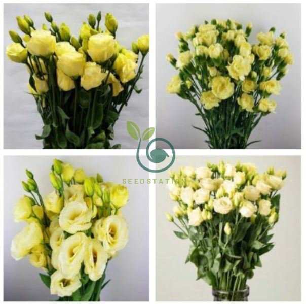 Eustoma Seed Perennial Flowering Plants Lisianthus Multicolor 400 Seeds