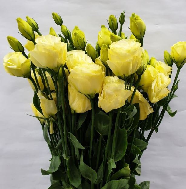 Eustoma Seed Perennial Flowering Plants Lisianthus Multicolor 400 Seeds