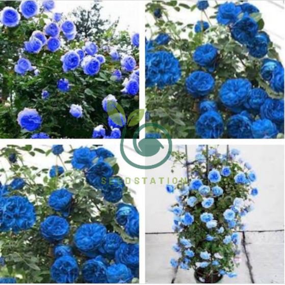 Rare Blue Climbing Rose 200 Seeds