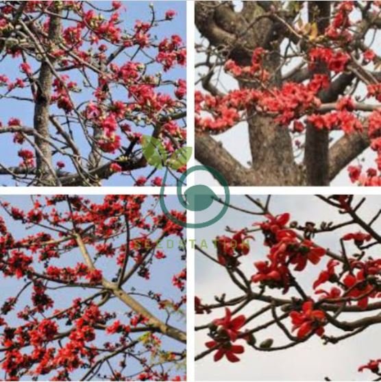 Bombax ceiba Seeds Cotten Tree Red Silk-cotton Tree 60 Seeds