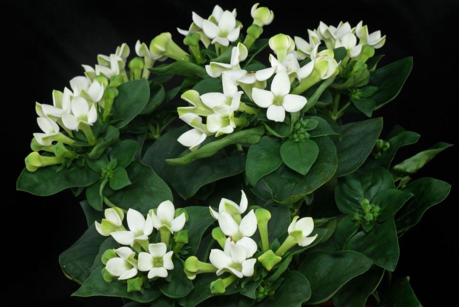 French Bouvardia Longiflora Flower Shrub Bush Plant 100 Seeds