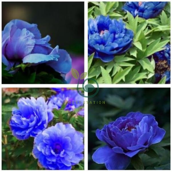 Chinese Rare and Precious Species of Blue Peony Flower 20 Seeds