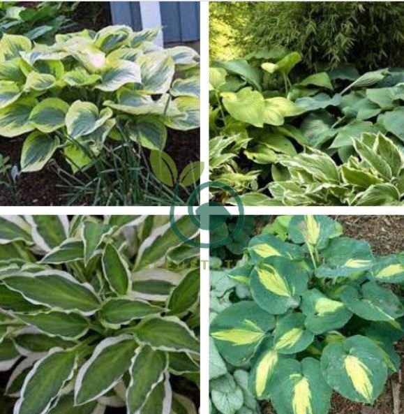 Hosta Purple Round Leaves 400 Seeds