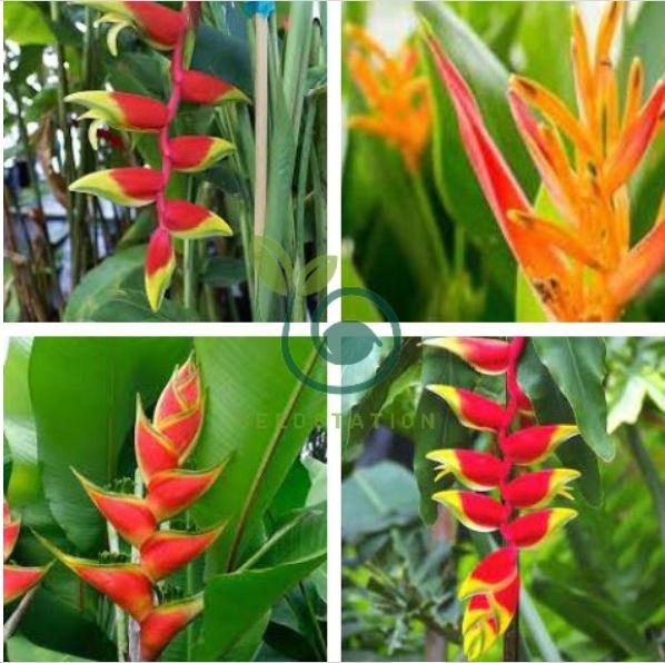 Rare Color Succulent Heliconia Plants 400 Seeds