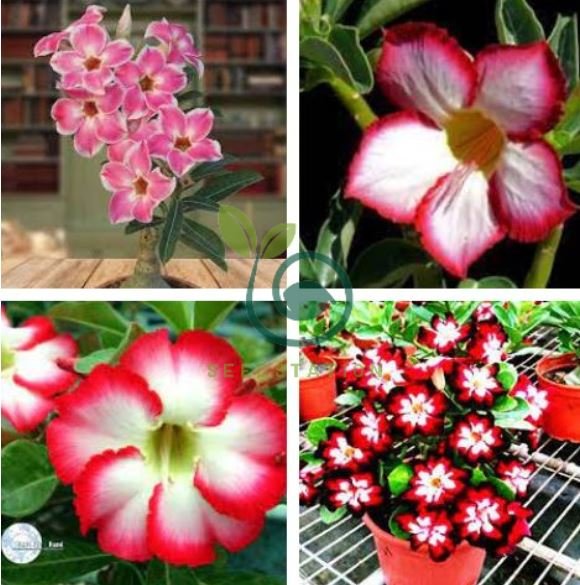 Adenium Dark Red Petals with Thin Whitish Pink Edge Flower 50 Seeds