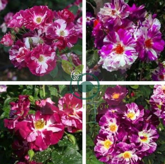 Purple Splash Climbing Rose Shrub 100 Seeds