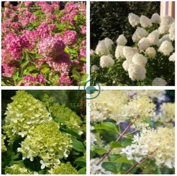 9 Colors Panicle Hydrangea Showy Heavy Blooms Small Shrub 30 Seeds