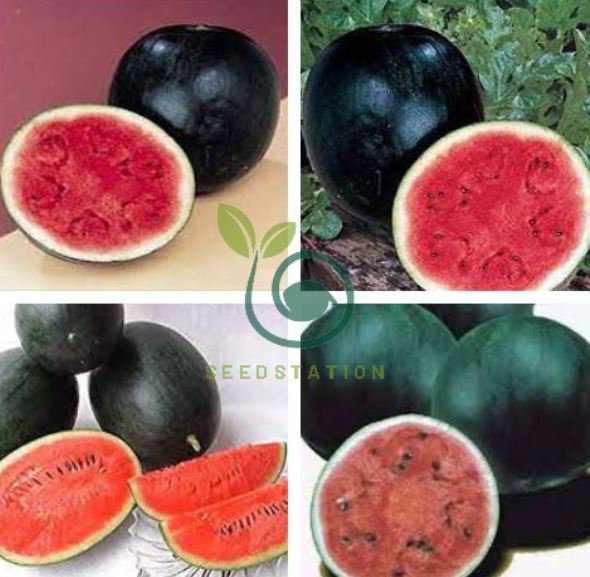 Big Super Black Skin Yellow Oval Sweet Organic Watermelon 160 Seeds