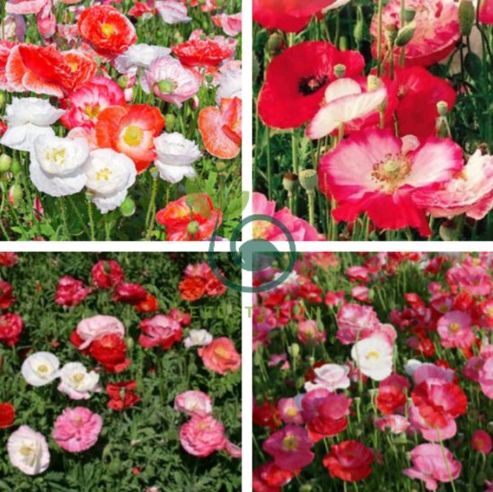 Poppy Shirley Double Mix 200 Seeds