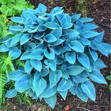 Hosta Bonsai Perennials Plantain Beautiful Lily Flower 200 Seeds