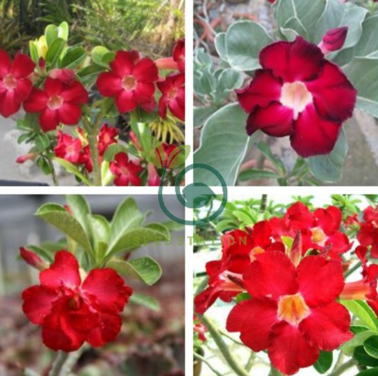 Adenium Dark Red Moon Plant 4 Seeds