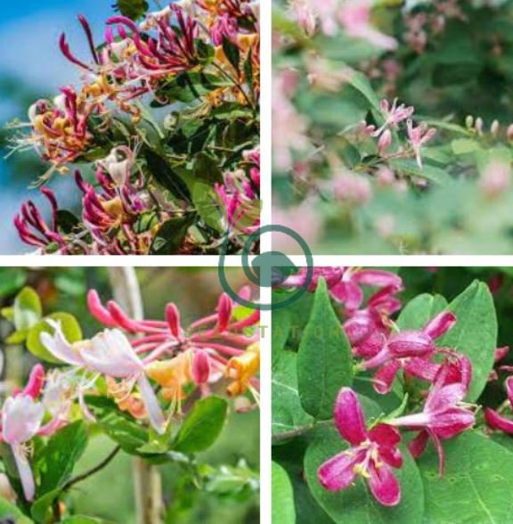 Honeysuckle Vine Plant - Water Pink Color 200 Seeds