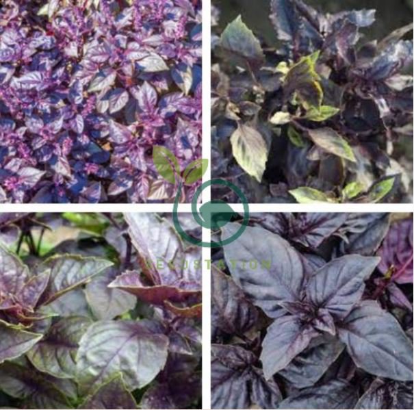 Dark Opal Basil 40 Seeds