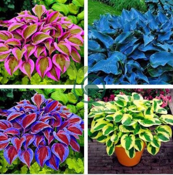 Colorful hosta seeds Indoor bonsai flower 200 seeds