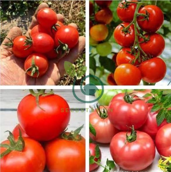 New 'Rose Red' Long Cherry Tomato Hybrid 200 Seeds